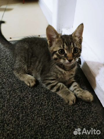 Кот тигренок, 2 мес