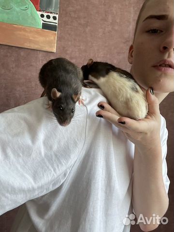 Крысы с приданым