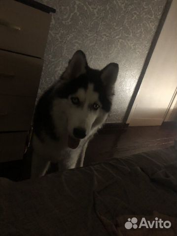 Сибирский хаски