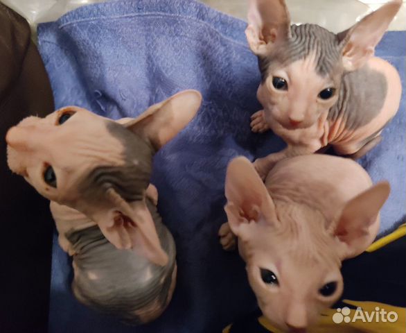 Донской сфинкс котята