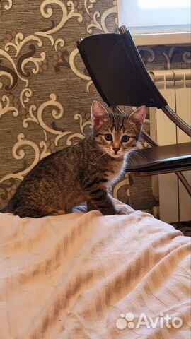 Котёнок домашний, мальчик 2 мес