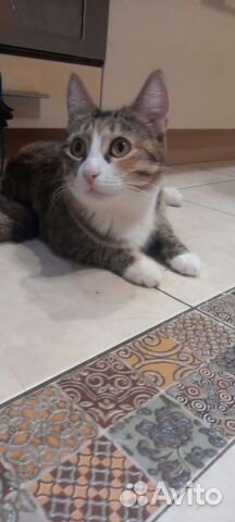 Кошечка и котёночек-инвалид