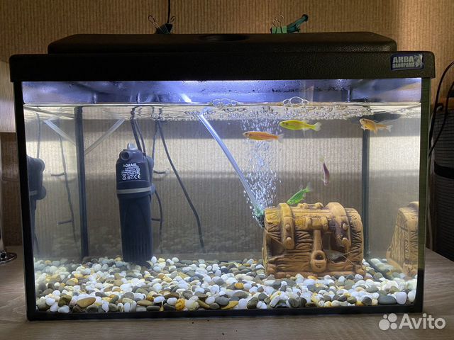 Аквариумные рыбки