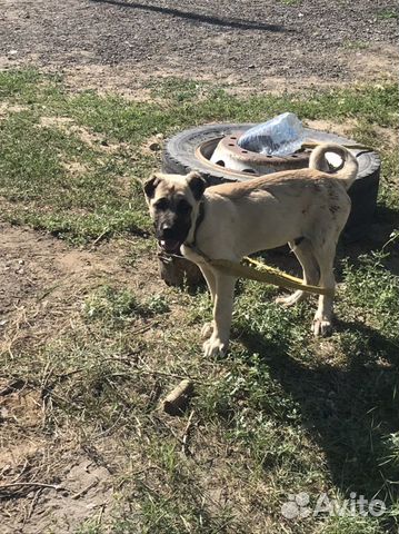 Собака гампр армянский 2 месяца