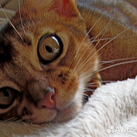 Абиссинская кошка