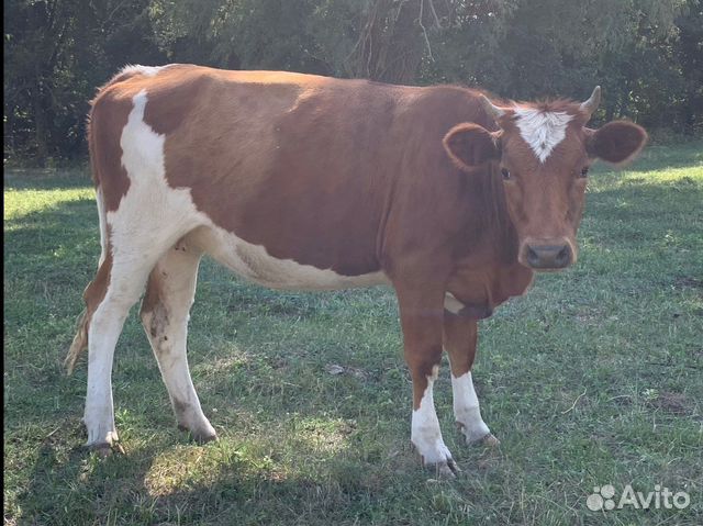 Телки стельные