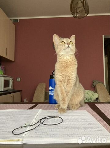 Аббисинские котята