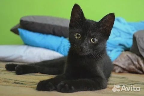 Барсик в добрые руки