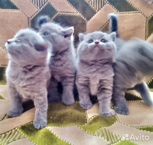 Британские котята
