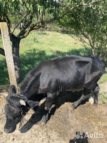 Быки на мясо