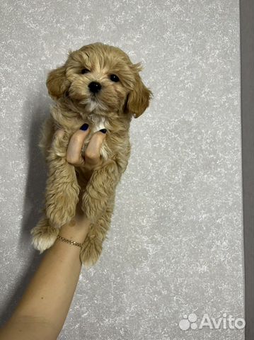 Мальтипу ф1 мини мальчик Baby face