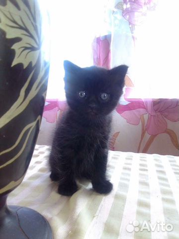 Черный котенок