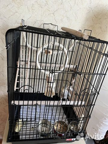 Попугай корелла с клеткой