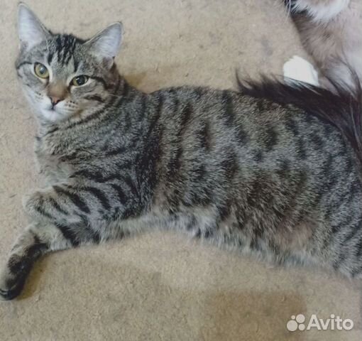 Котик 7 месяцев в дар