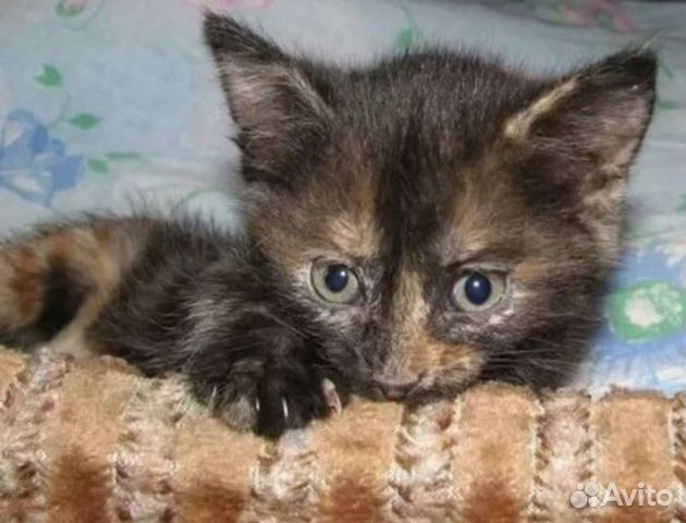 Котенок домашний 1 р