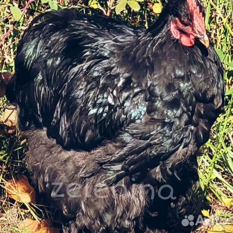 Петухи на племя