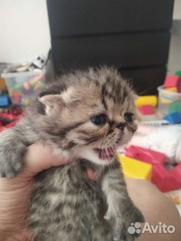 Экзотическая короткошерстная персидская кошка