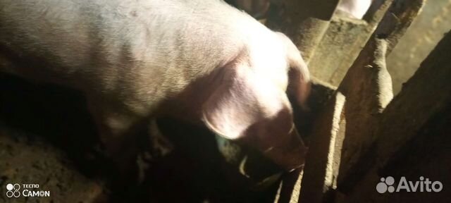 Свиньи живым весом