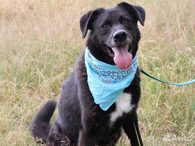 Максу трудно выживать в приюте