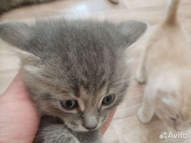 Отдам котят в хорошие руки