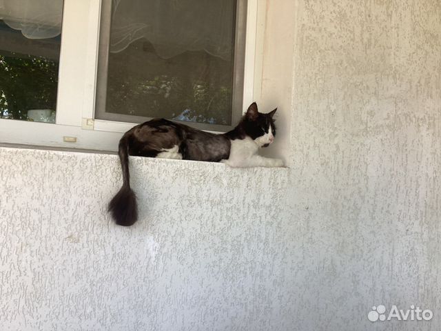 Гонщик ищет новый дом