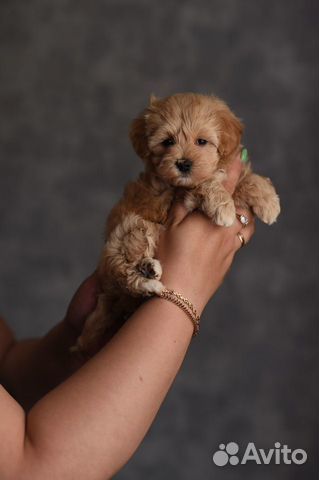 Мальтипу f1 mini