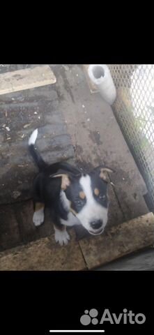 Продам щенка стаффа