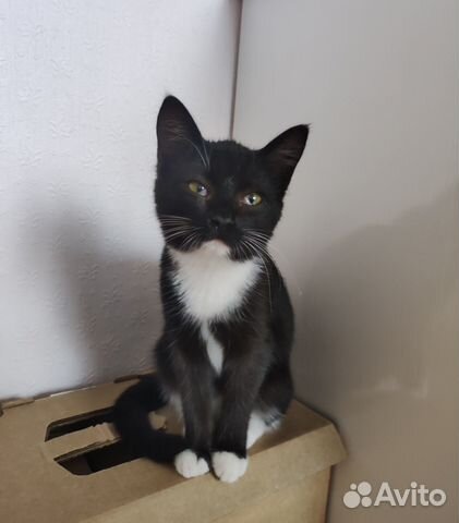 Отдам котенка в добрые руки