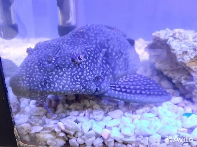 Отдадим сомика- птеригоплихт