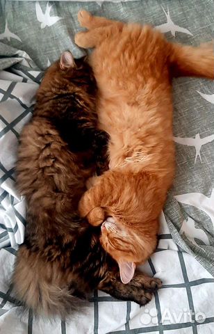Кот и кошка в добрые руки