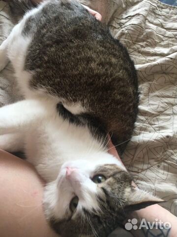 Толстый котан