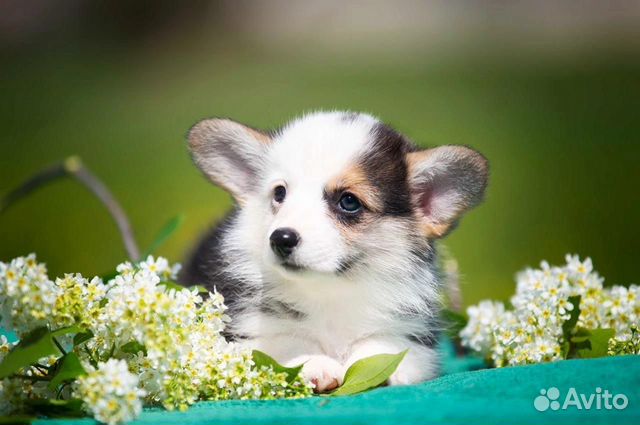 Малышка вельш корги пемброк