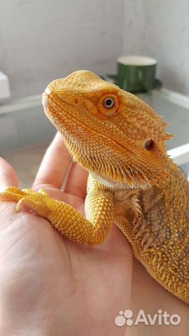 Бородатая агама самец