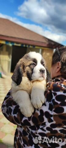 Щенки сенбернара