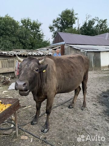 Телки стельные