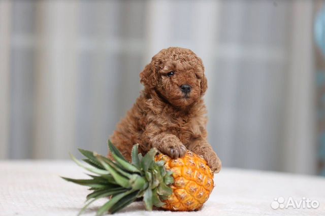 Той-пудель девочка Ред Браун