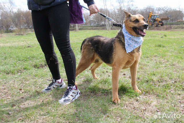 Собака в добрые руки отдам бесплатно