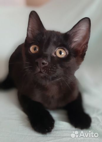 Смешной котёнок мальчик 2,5 мес