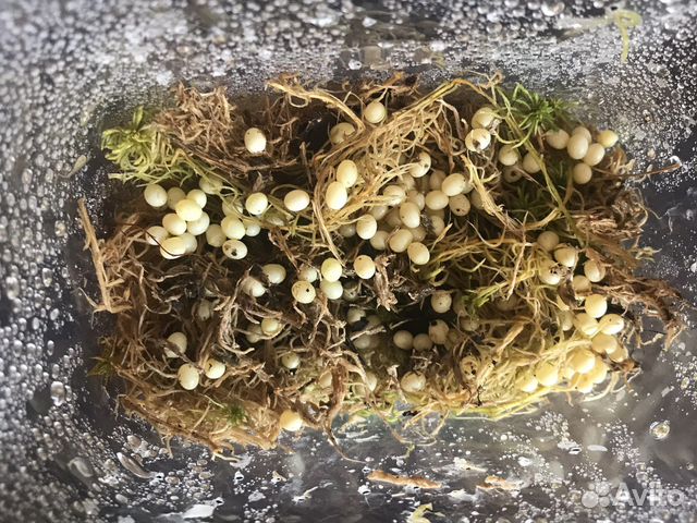 Улитки ахатины маленькие