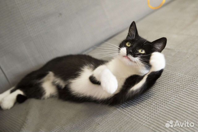 Кошечка ищет дом