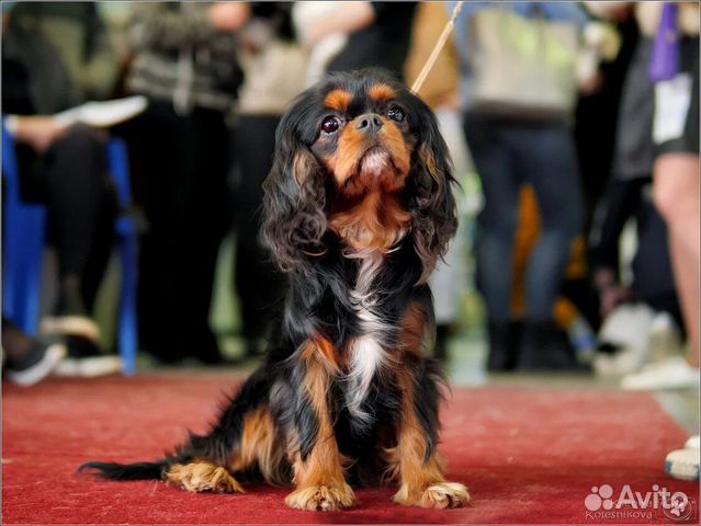 Кавалер кинг чарльз спаниель вязка и щенки