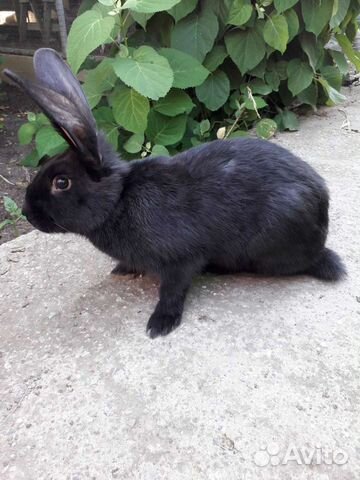 Калифорнийские кролики