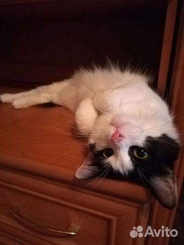 Ласковая кошечка в мини-приюте