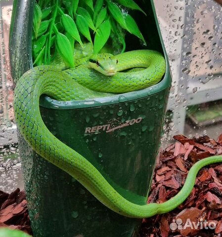 Зелёный полоз, гониозома, Gonyosoma frenatum