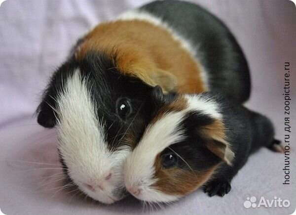 Морская свинка