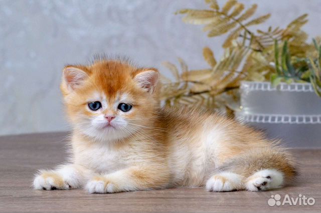 Мальчик золотая шиншилла