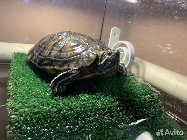 Черепаха с аквариумом