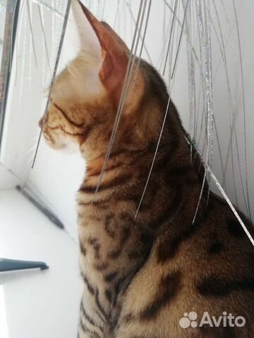 Бенгальская кошка