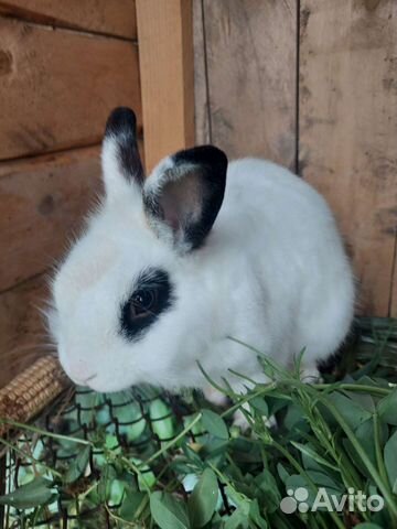 Декоративные кролики в добрые руки