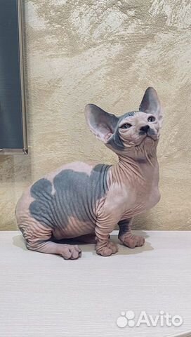 Бамбино Кубик самый нежный котик